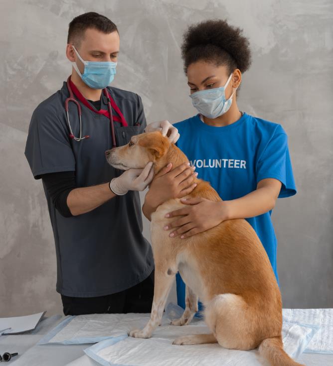 Elevate Your Vet Clinic Brand with Pawsome Custom Products | Decentcustom